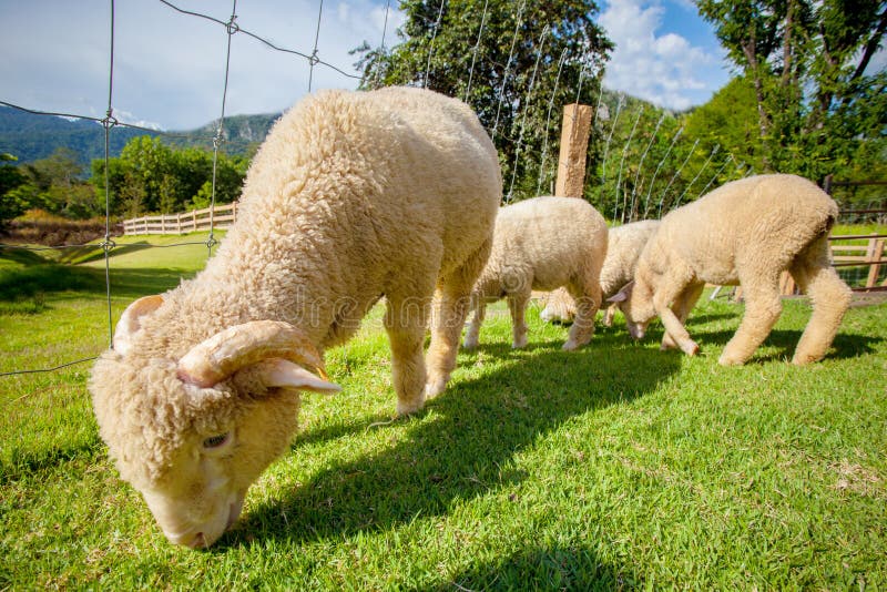 Merino Sheep Eating Ruzi Grass Leaves on Wood Ground Stock Image ...
