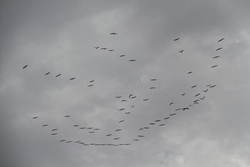 Flock of Migrating Birds in Cloudy Winter Sky Stock Image - Image of ... Flock of Migrating Birds in Cloudy Winter Sky Stock Image - Image of ...