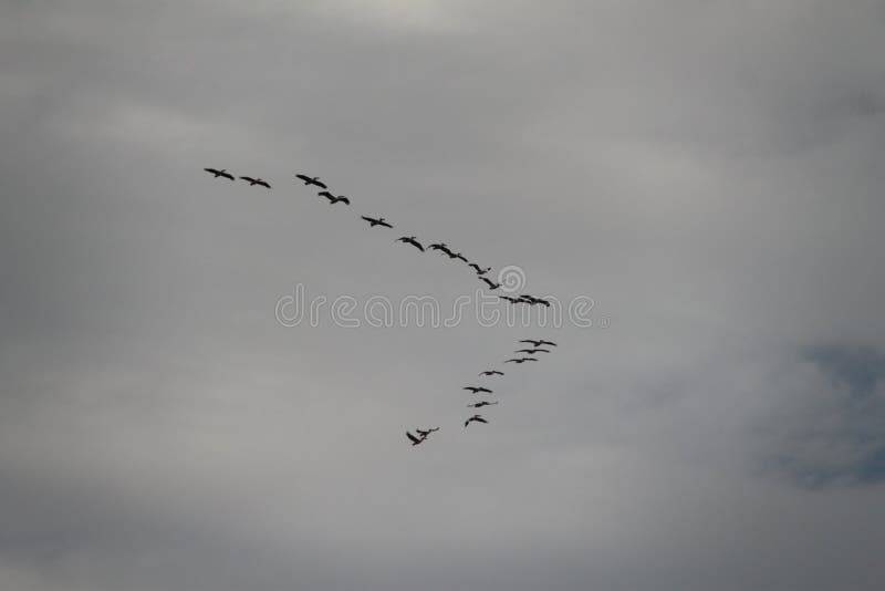 Flock of Migrating Birds in Cloudy Winter Sky Stock Photo - Image of ... Flock of Migrating Birds in Cloudy Winter Sky Stock Photo - Image of ...