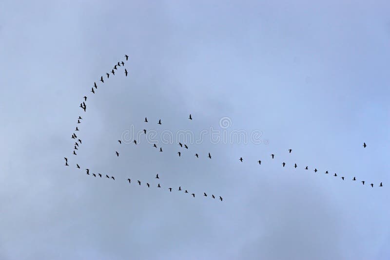 Flock of Migrating Birds Flying Stock Image - Image of nature, bird ...