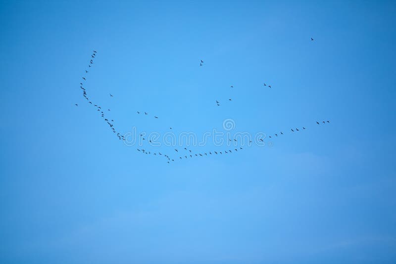 Flock of Migrating Birds Grouping in Formation Stock Image - Image of ...
