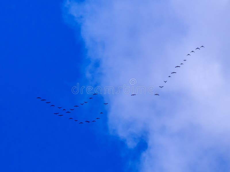 Flock of Migrating Canada Geese Flying at Sunset in a V Formation Stock ...