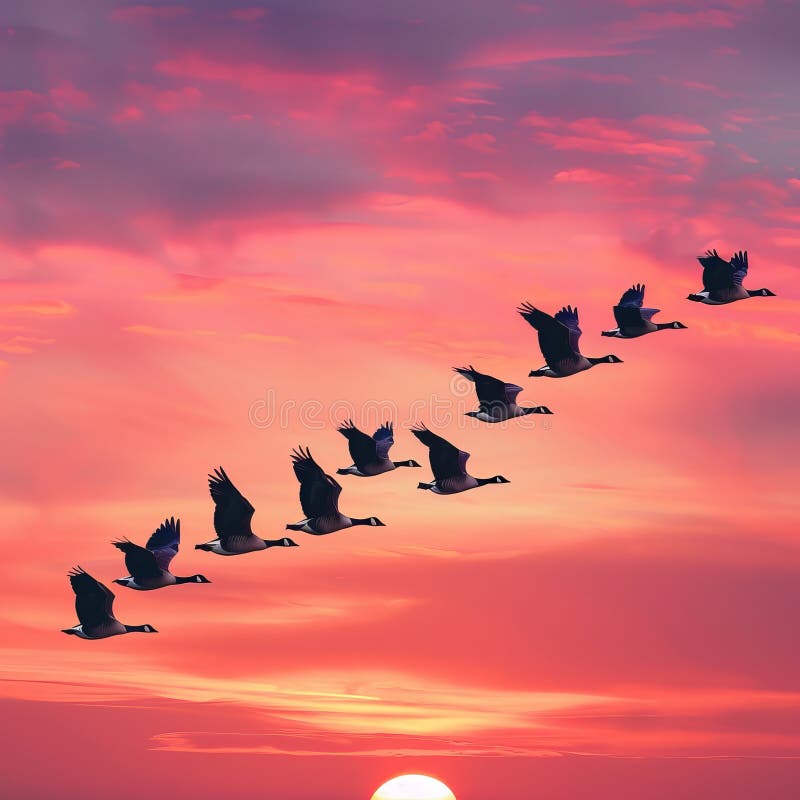 Flock of Migrating Canada Geese Flying at Sunset in a V Formation Stock ...