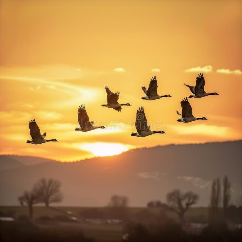 Flock of Migrating Canada Geese Flying at Sunset in a V Formation Stock ...