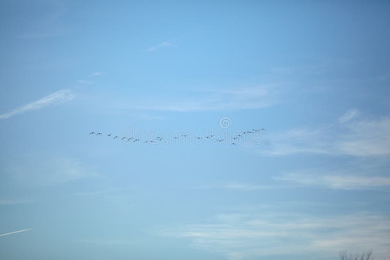 Flock of Migrating Ducks Grouping in Formation Stock Photo - Image of ...