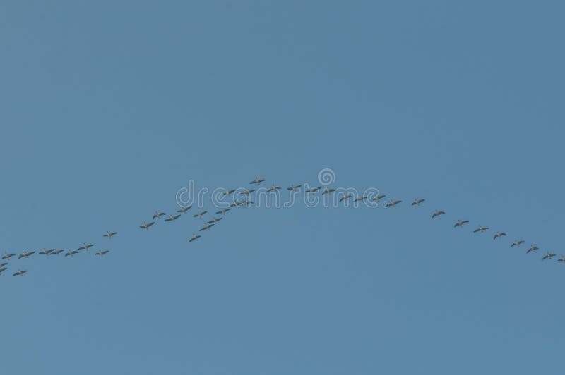 Flock of migrating birds stock photo. Image of dramatic - 106354288