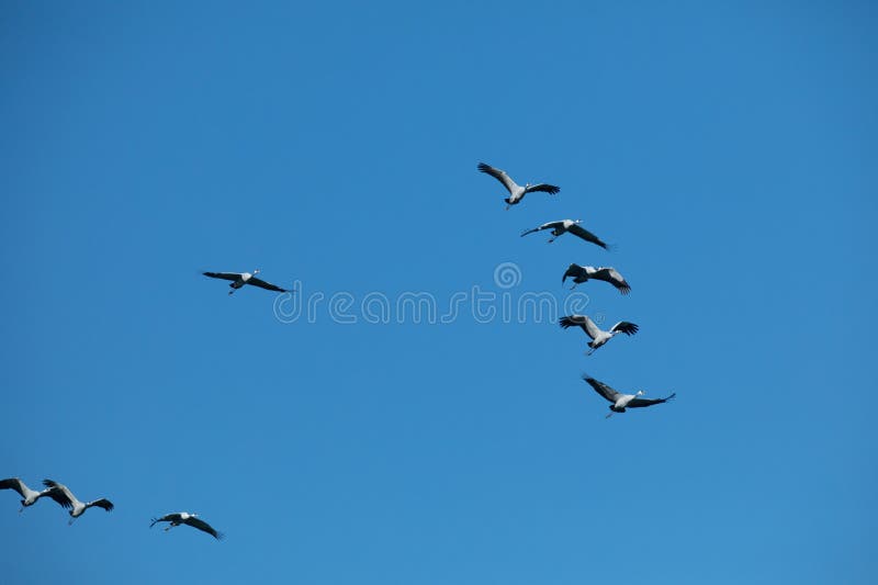 Flock of Migrating Grey Herons in the Sky Stock Photo - Image of beak ...
