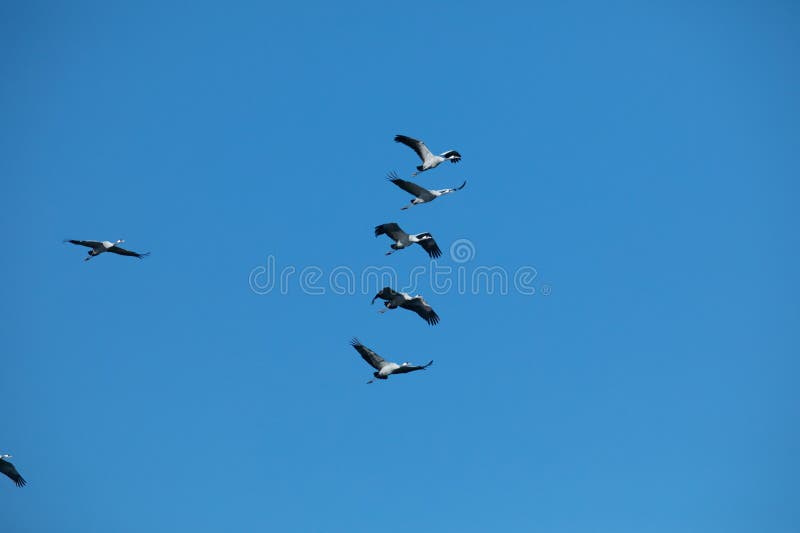 Flock of Migrating Grey Herons in the Sky Stock Photo - Image of ...