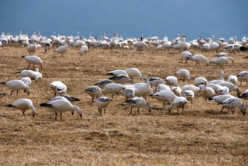 Flock of Migrating Snow Geese Stock Photo - Image of snow, flock: 12200420