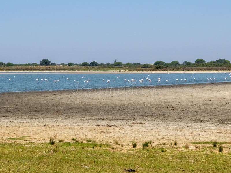 Birds on the Edge of the River Marshes Stock Photo - Image of nature ...