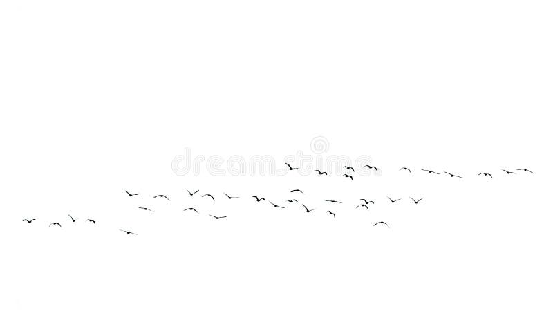 Flock of Migratory Birds Isolated on White Background Stock Photo ...