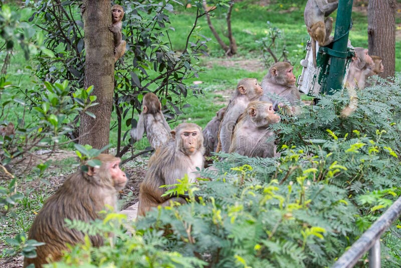 A Flock of monkey resting stock photo. Image of blur - 281020364