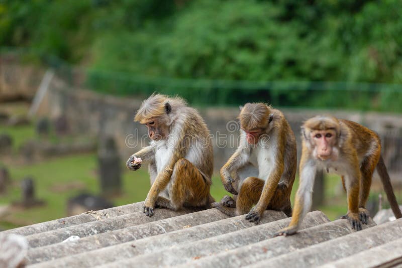 A Flock of Monkeys with Cubs Running on the Stone Floor Stock Image ...