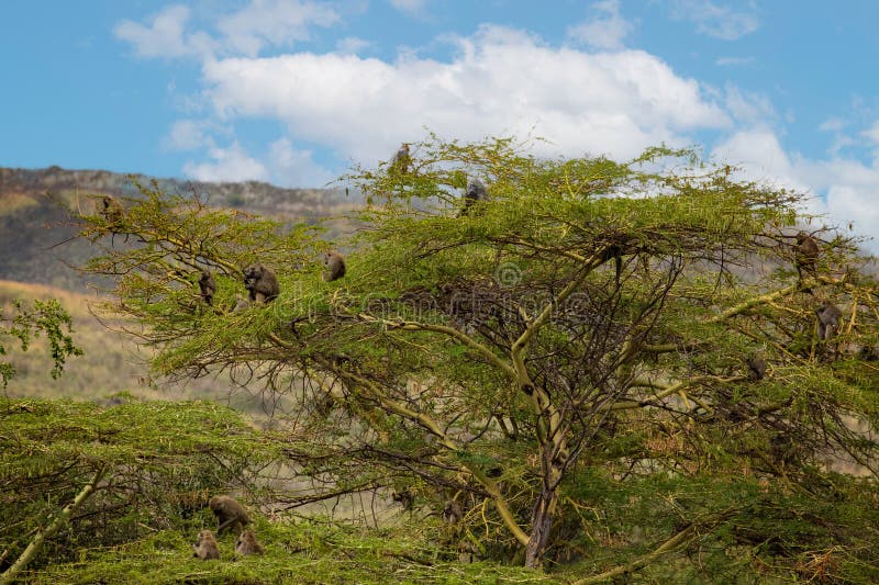 A Flock of Monkeys Sitting on a Tree in an African Reserve. Stock Photo ...