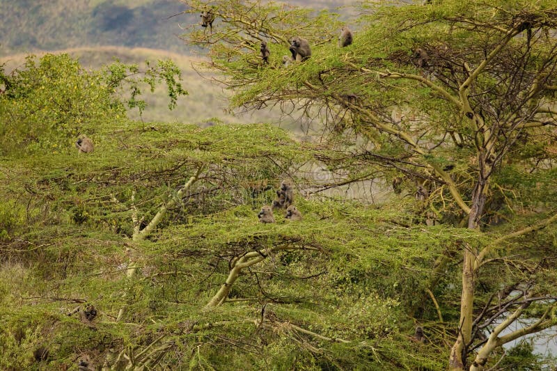A Flock of Monkeys Sitting on a Tree in an African Reserve. Stock Image ... A Flock of Monkeys Sitting on a Tree in an African Reserve. Stock Image ...