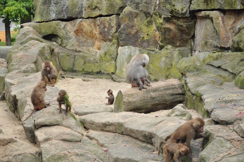 A Flock of Monkeys at the Zoo in the Paddock of Baboons Stock Image ...