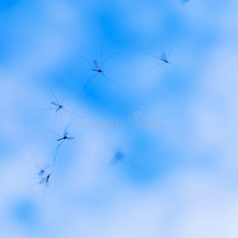 A Flock of Mosquitoes Flies in the Sky. Flying Insects. Stock Photo ...