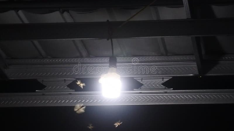 Insects, Moths, Flying into the Light at Night Stock Footage - Video of ...