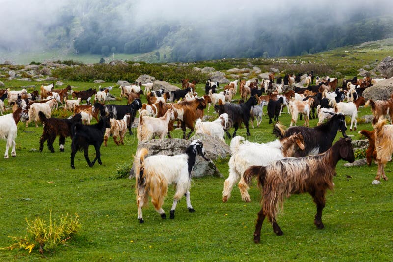 Highland With Flock Of Goats Stock Photo - Image of grasslands, goats ...