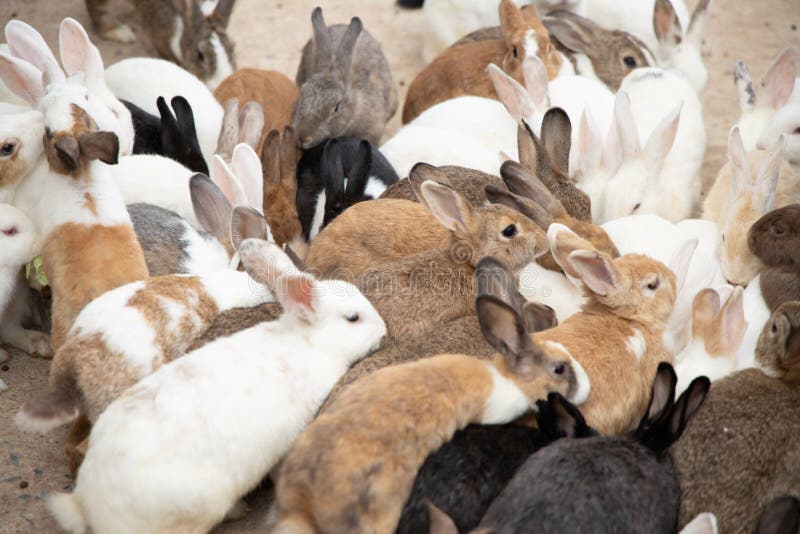 A Flock of Multicolored Multi-sized Rabbits. Stock Photo - Image of ...