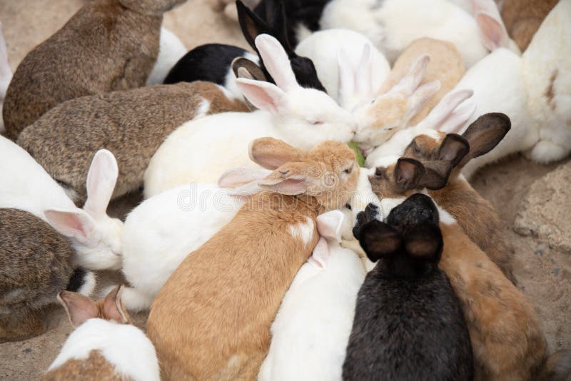 A Flock of Multicolored Multi-sized Rabbits. Stock Photo - Image of ...