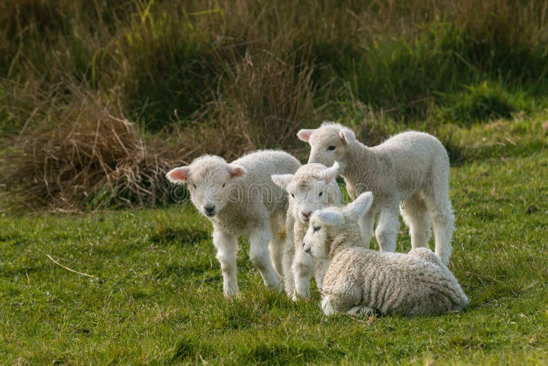 Flock of newborn lambs stock image. Image of easter, curious - 50586559