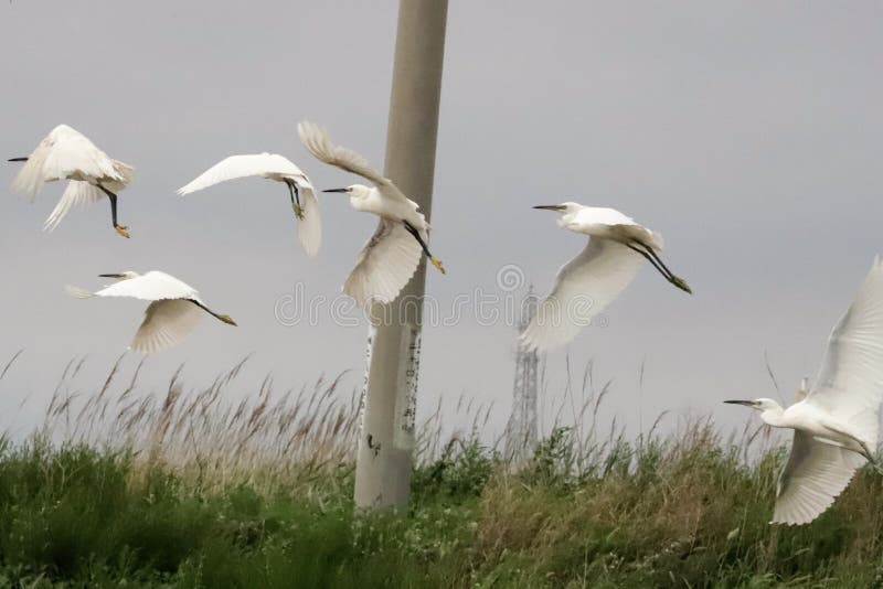 Egrets Got Caught and Made a Run for it. Stock Photo - Image of easy ...