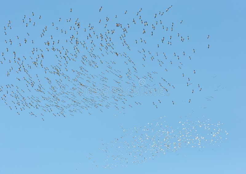 Flock od migrating birds stock image. Image of flock - 24438467