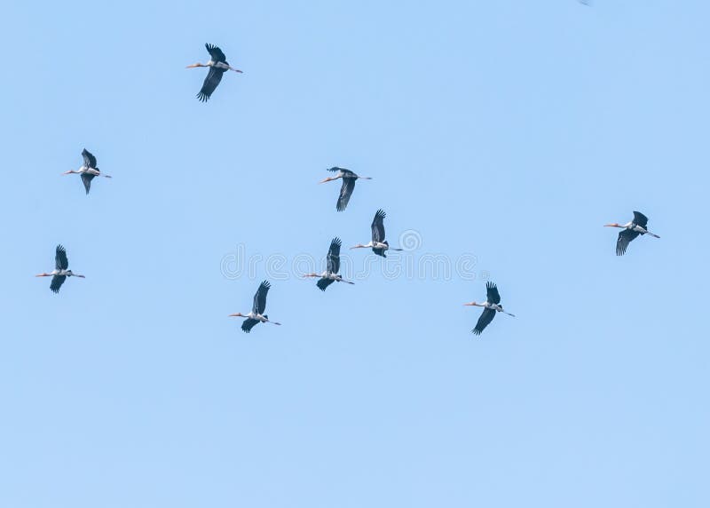 A Flock of Painted Stork in Air Stock Image - Image of outdoors, water ...