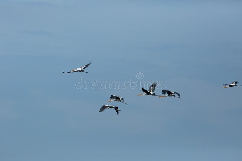 Flock of Painted Stork stock image. Image of flock, bird - 193926185