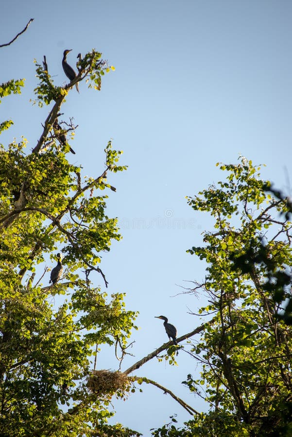 Flock of Parasite Birds Nesting in High Trees Stock Photo - Image of ...