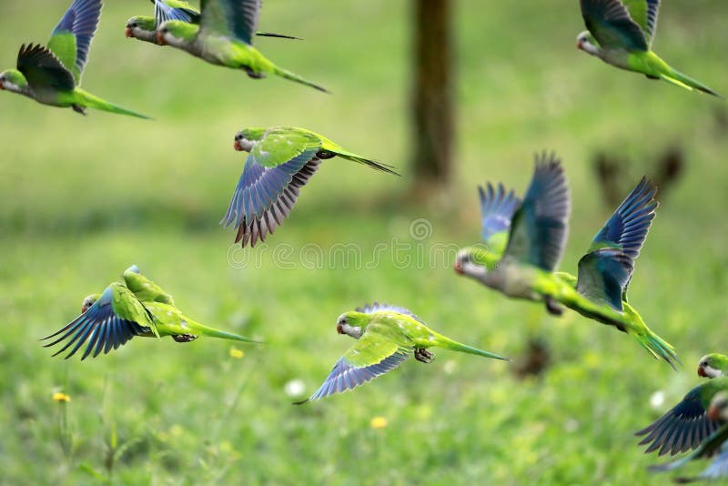 Flock of parrots in flight stock photo. Image of animals - 159251848