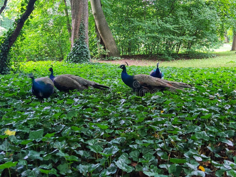 Flock Peacocks Walks Park Stock Photos - Free & Royalty-Free Stock ...