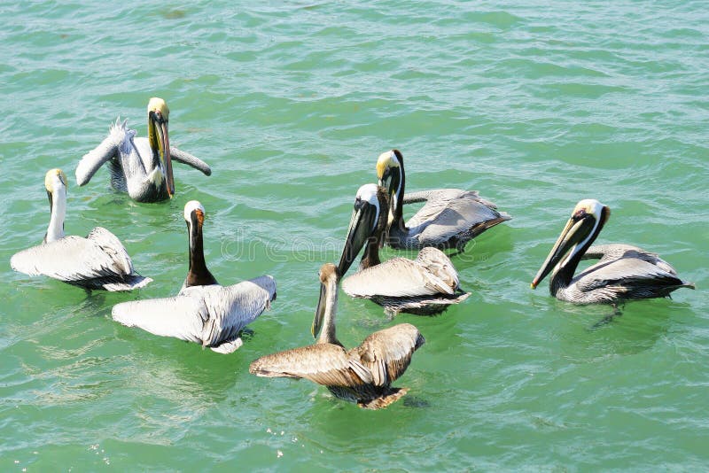 Flock of pelicans stock photo. Image of marine, life - 13674880