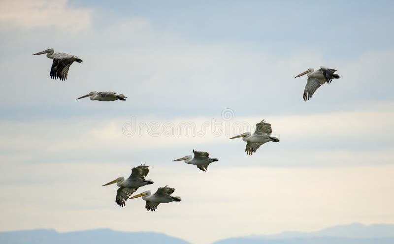 Flock of Pelicans in Flight Stock Photo - Image of wildlife, animal ...