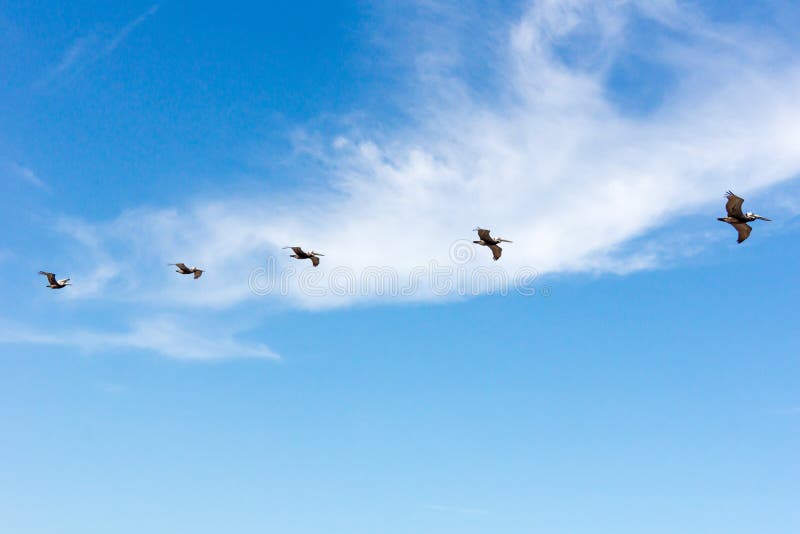 Flock of Pelicans in Flight Stock Image - Image of onocrotalus, flight ...