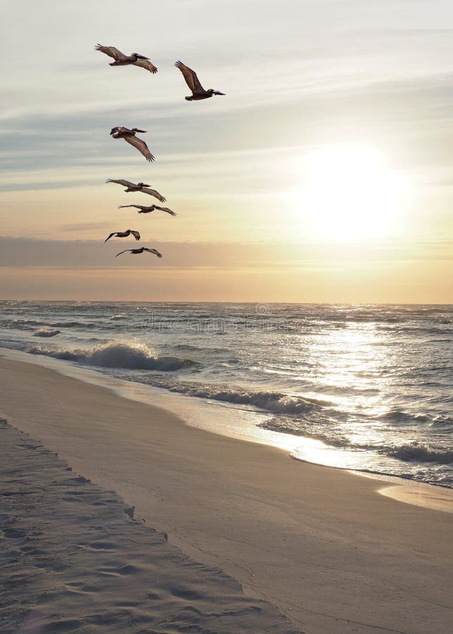 Flock of Brown Pelicans Flying Over Florida Beach Stock Image - Image ...