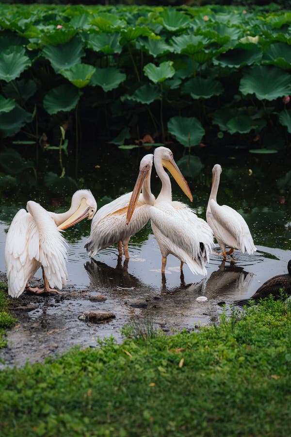 Flock of Pelicans Standing in a Pool at a Zoo Stock Image - Image of ...