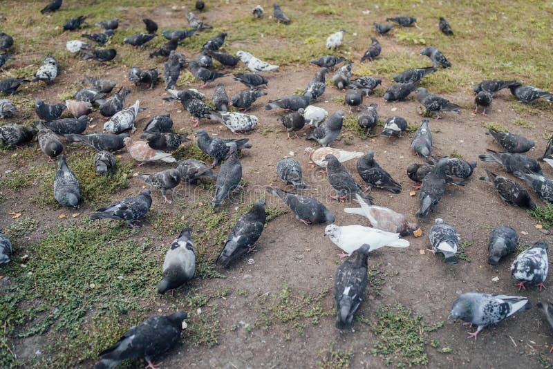 A Flock of Pigeons are Eating a Fresh Bread on the Grass. Stock Image ...