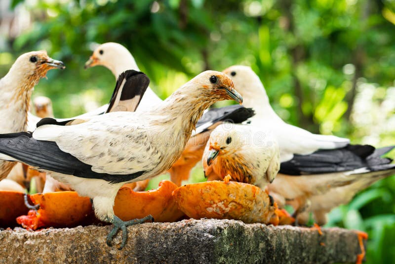 A Flock of Pigeons Eating Papaya in a Manger. Bird Watching Stock Image ...