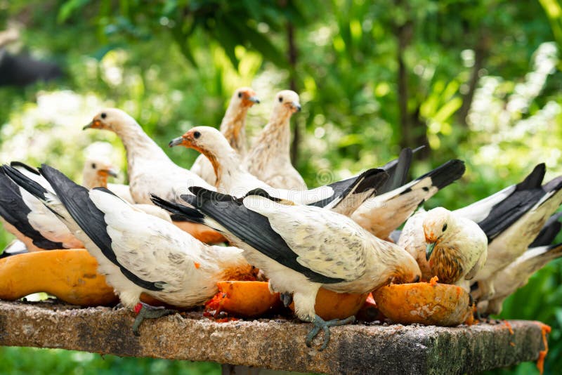 A Flock of Pigeons Eating Papaya in a Manger. Bird Watching Stock Photo ...