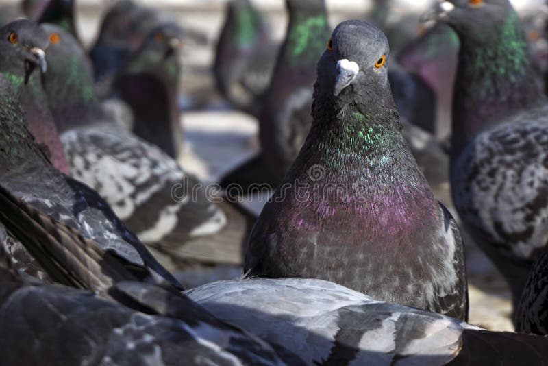 Flock of Pigeons from within Stock Image - Image of frame, feral: 112132059