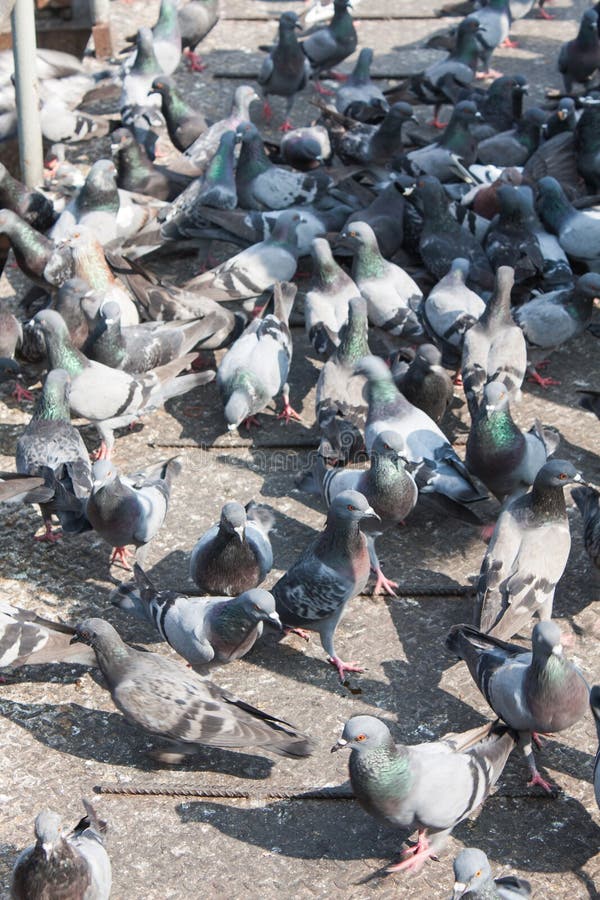 Flock of Pigeons - a Flock of Pigeons Standing on Steel Plate Stock ...