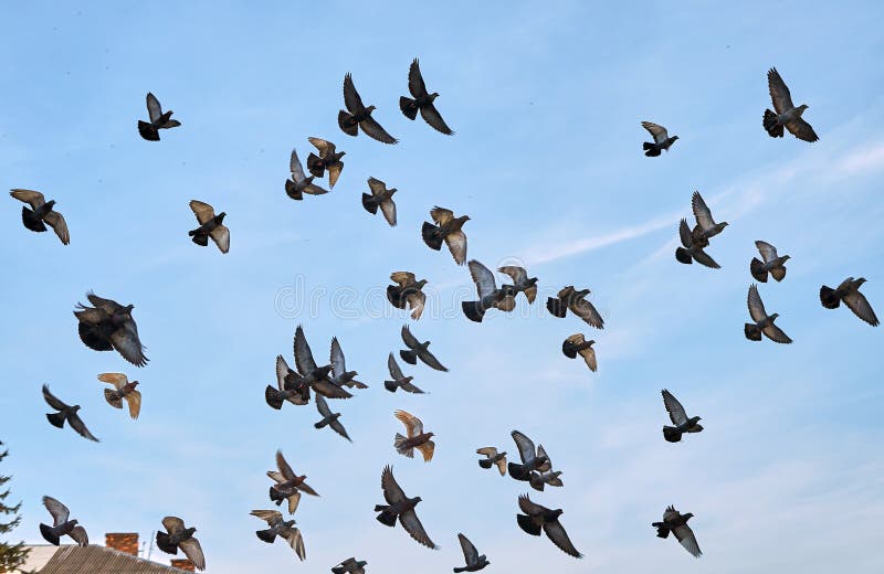Flock of Pigeons Flying Above Roofs Stock Photo - Image of urban, bird ...