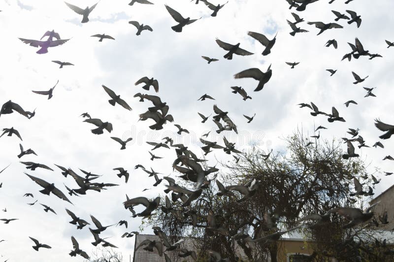 Flock of Pigeons Flying stock image. Image of freedom - 90680475