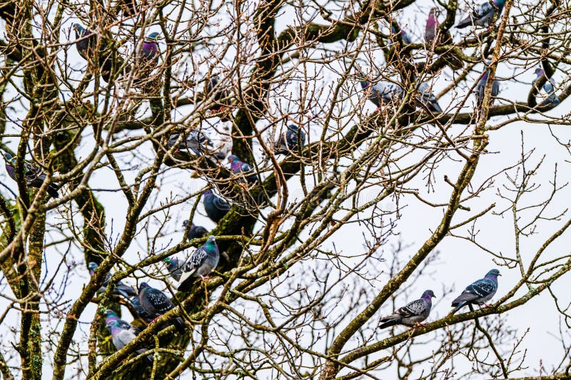 Flock of Pigeons Landing in a Tree.. Stock Photo - Image of cold, grass ...