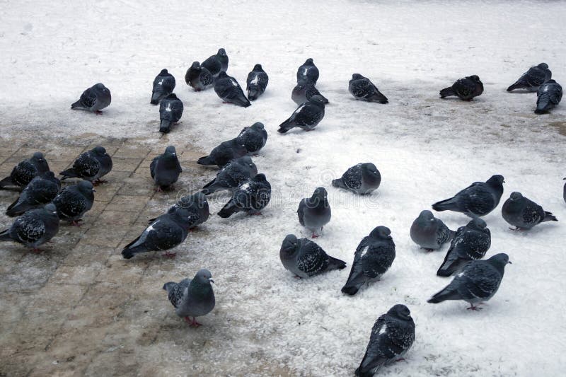 A Flock of Pigeons in the Snow Stock Photo - Image of hunger, natural ...