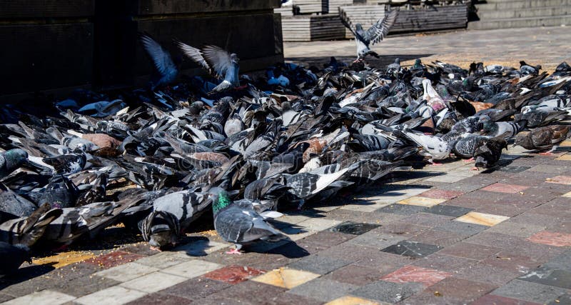 Flock of Pigeons in a Square Stock Photo - Image of animals, outdoors ...
