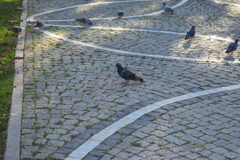 A Flock of Pigeons in a Summer Park Fun on the Fly Bite Seeds Stock ...