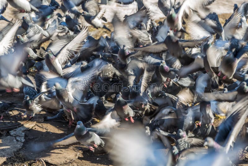 Flock Of Pigeons Taking Flight Stock Photo - Image of black, nature ...